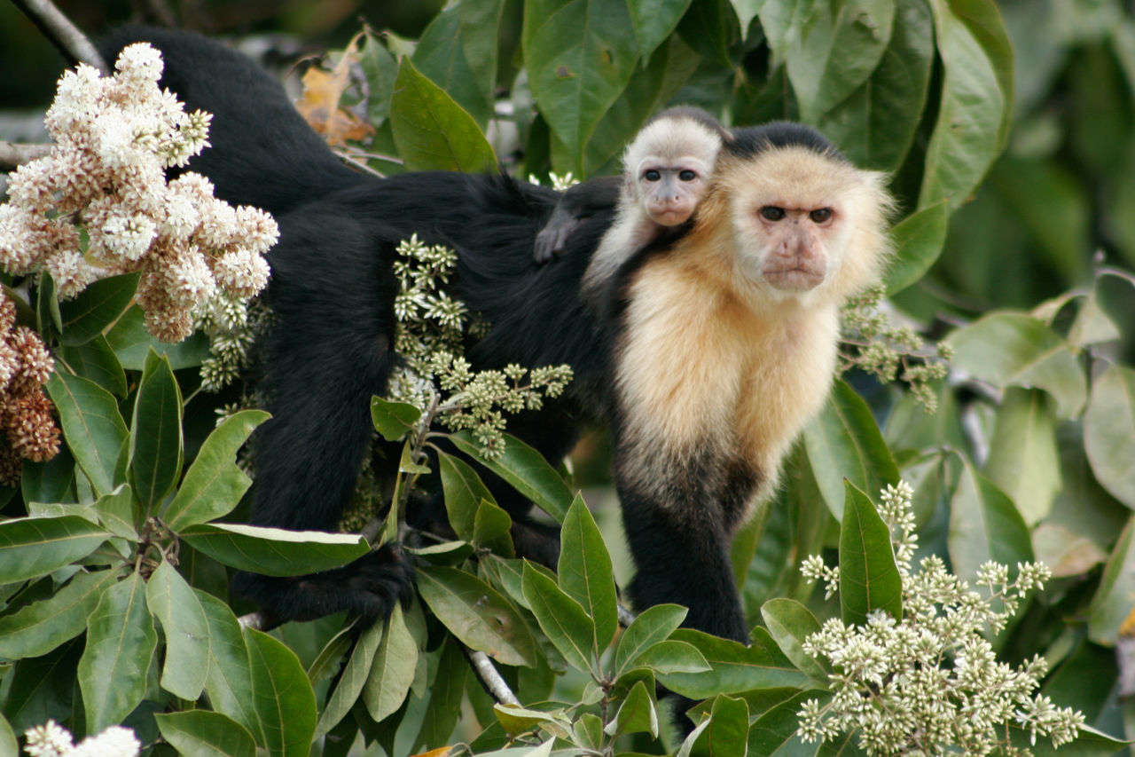 Animals – Kadu Pinheiro